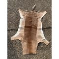 An African impala/gazelle or similar skin/rug, approx. 5ft long with tail