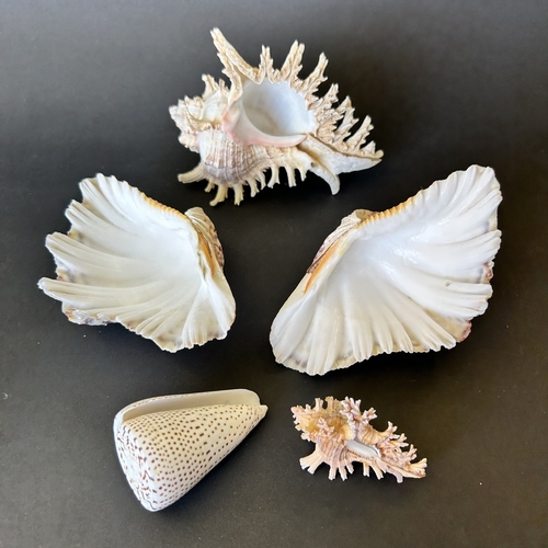 Five various seashells