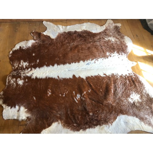 Superb Longhorn Bull hide rug approx 8" x 8". One of several that are ...