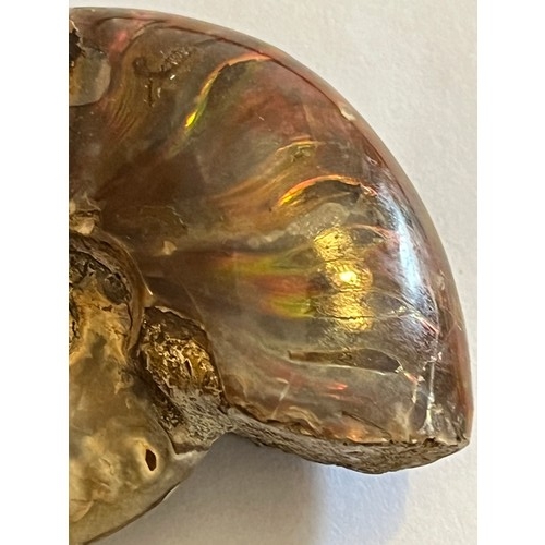 A beautiful iridescent crystallized Ammonite fossil.