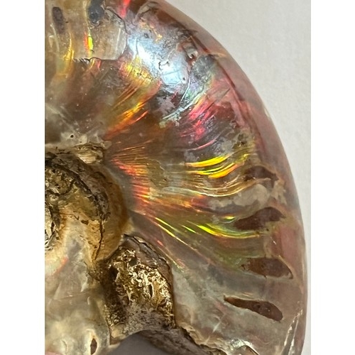 A beautiful iridescent crystallized Ammonite fossil.