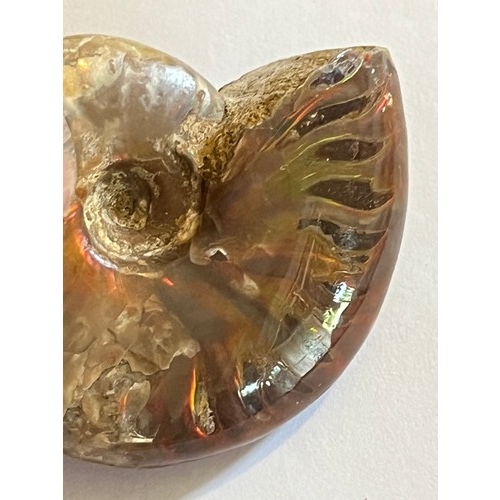 A beautiful iridescent crystallized Ammonite fossil.