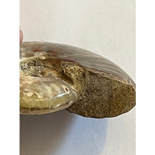 A beautiful iridescent crystallized Ammonite fossil.