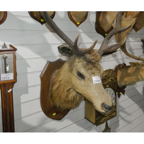 A large mounted red deer head (12 pointer)