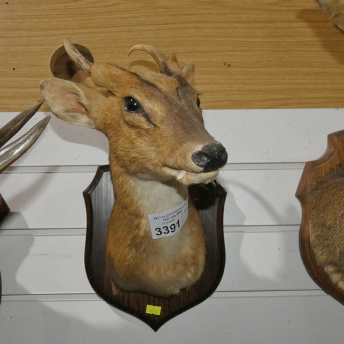 A mounted Muntjac deer head