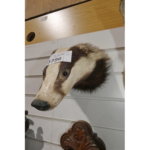 A mounted badger head