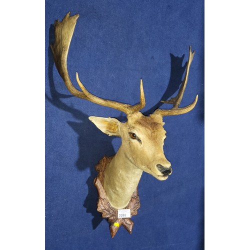 A mounted Fallow deer head, taxidermy..