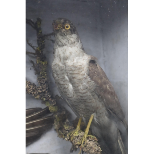 Victorian Cased Taxidermy Peregrine Falcon's (Falco peregrinus ...