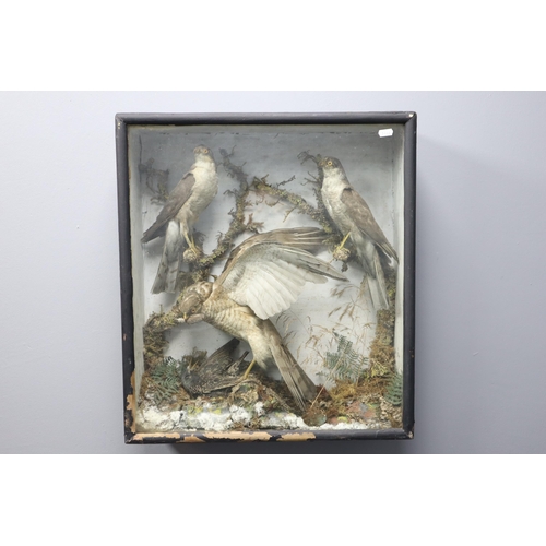 Victorian Cased Taxidermy Peregrine Falcon's (Falco peregrinus ...