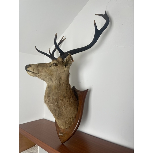 Wall Mounted Stag's Head (120 x 85 x 60 cm)