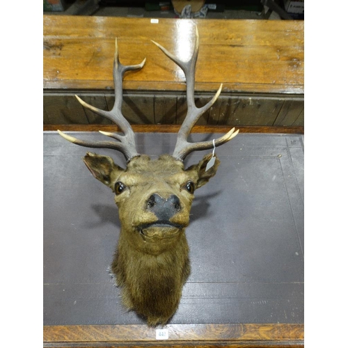 A Taxidermy Stag Head With Five Point Antlers