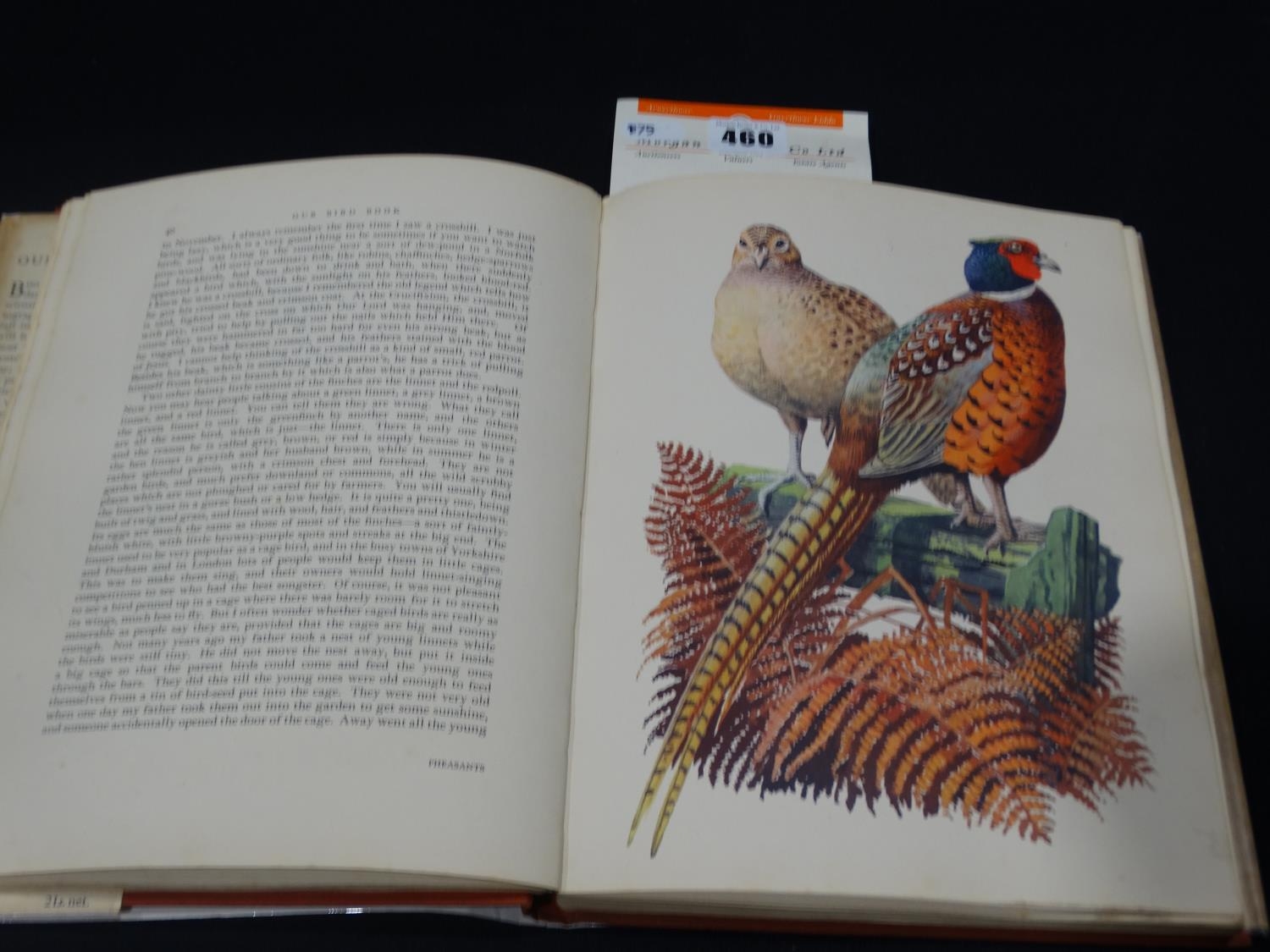 Antiquarian Book, "Our Bird Book" By Sidney Rogerson & Charles ...