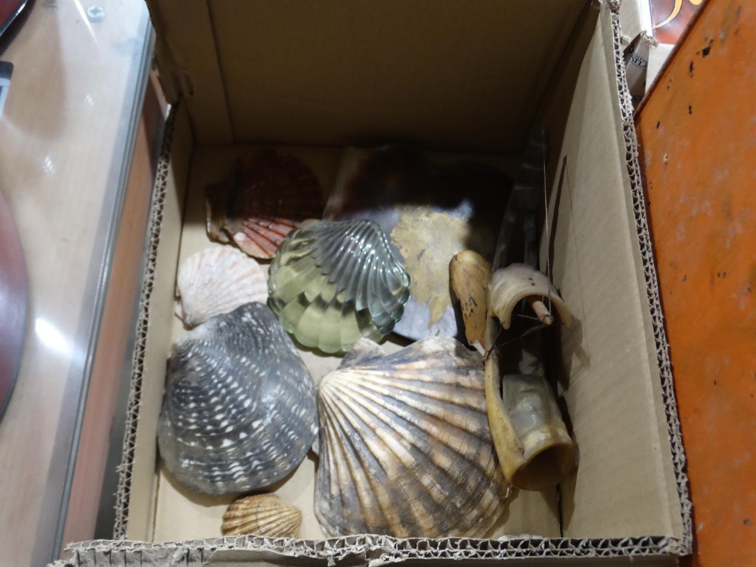 A Box Of Shells