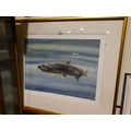 Rodney Coates, Watercolour, Study Of A Salmon, Signed & Dated 1982