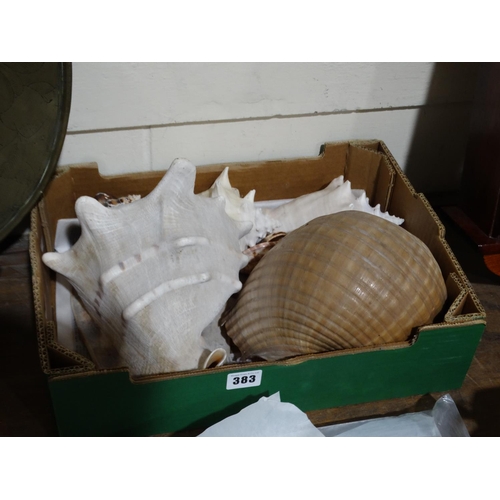 A Box Of Exotic Shells