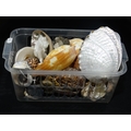 A Box Of Exotic Shells