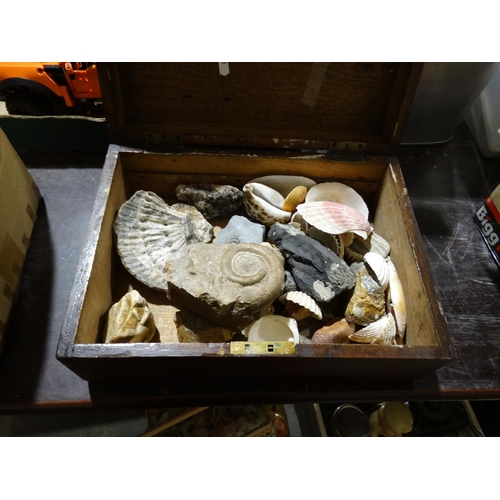 A Box Of Shells & Fossils