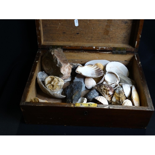 A Box Of Shells & Fossils
