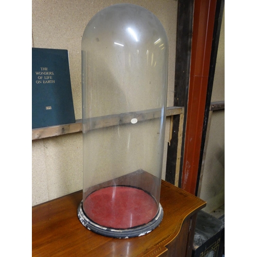 A Victorian Cylindrical Display Dome, 33" High