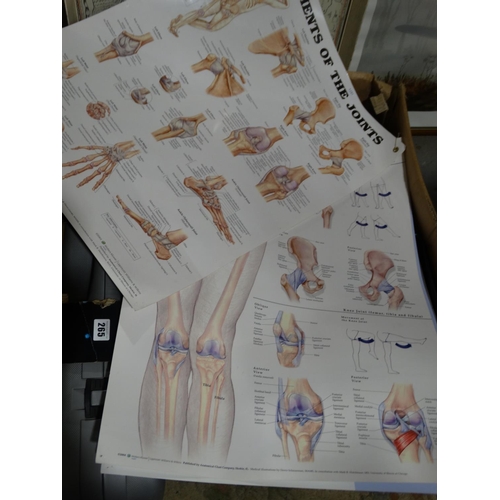 Three Anatomical Wall Charts