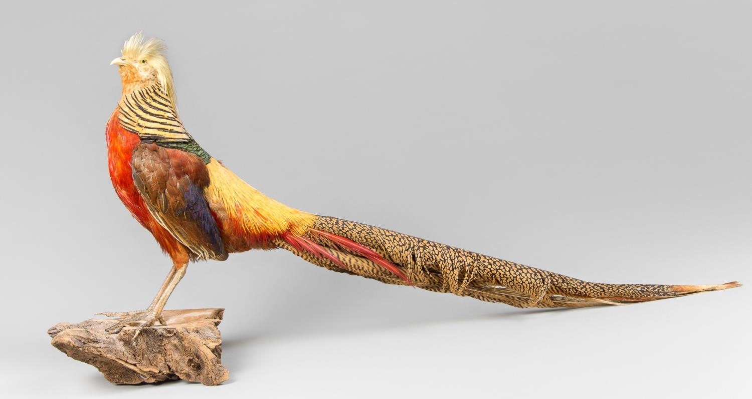 A 20TH CENTURY TAXIDERMY GOLDEN PHEASANT WALL MOUNT (CHRYSOLOPHUS ...
