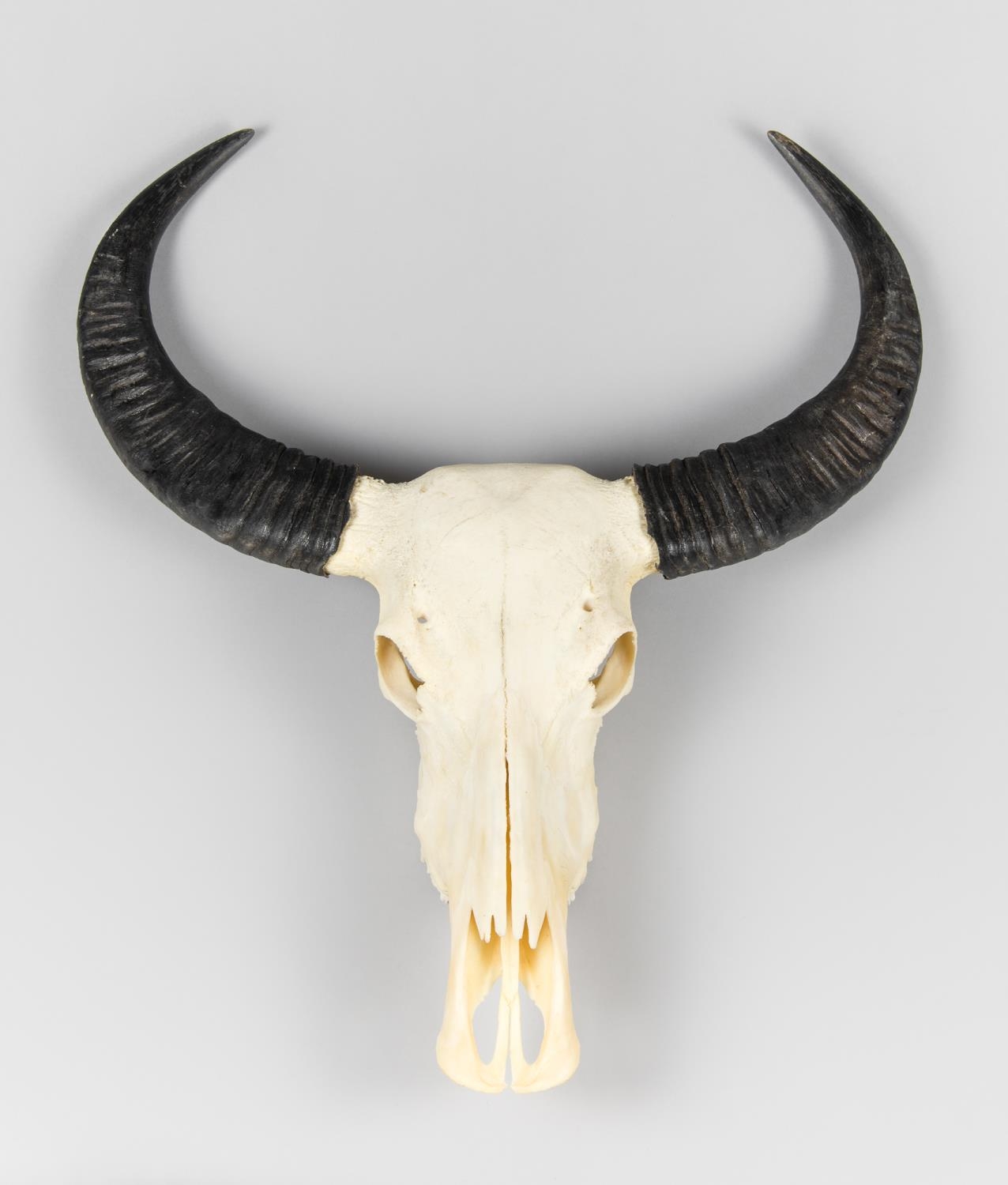A LATE 20TH CENTURY WATER BUFFALO SKULL (BUBALUS BUBALIS). (h 83cm x w ...