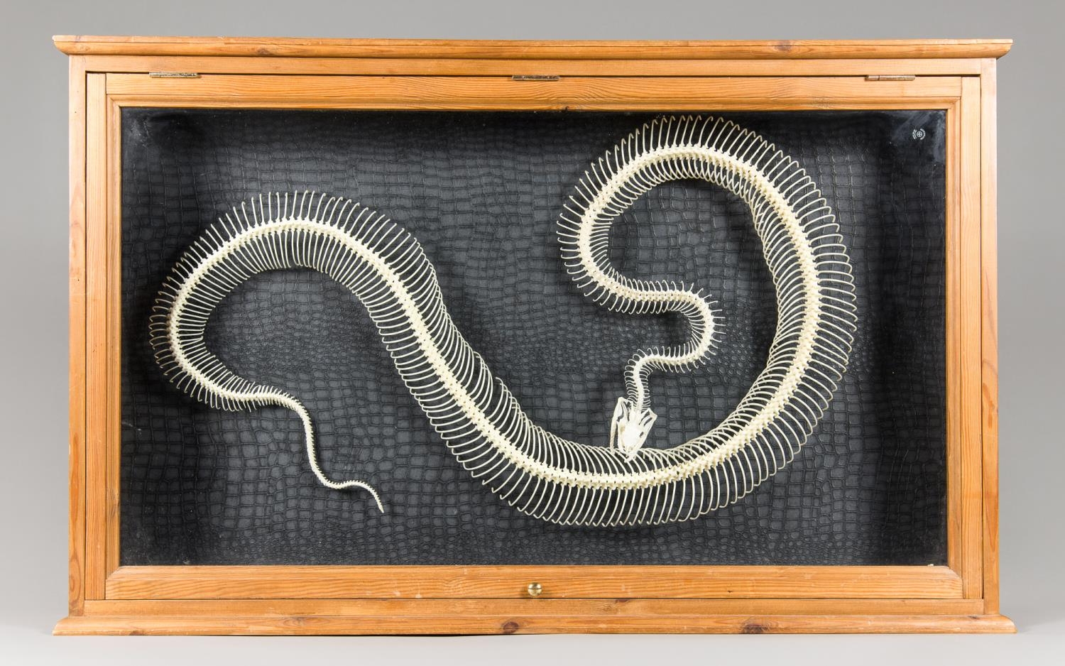 A BOA CONSTRICTOR SKELETON IN A GLAZED WOODEN DISPLAY CASE (BOA ...