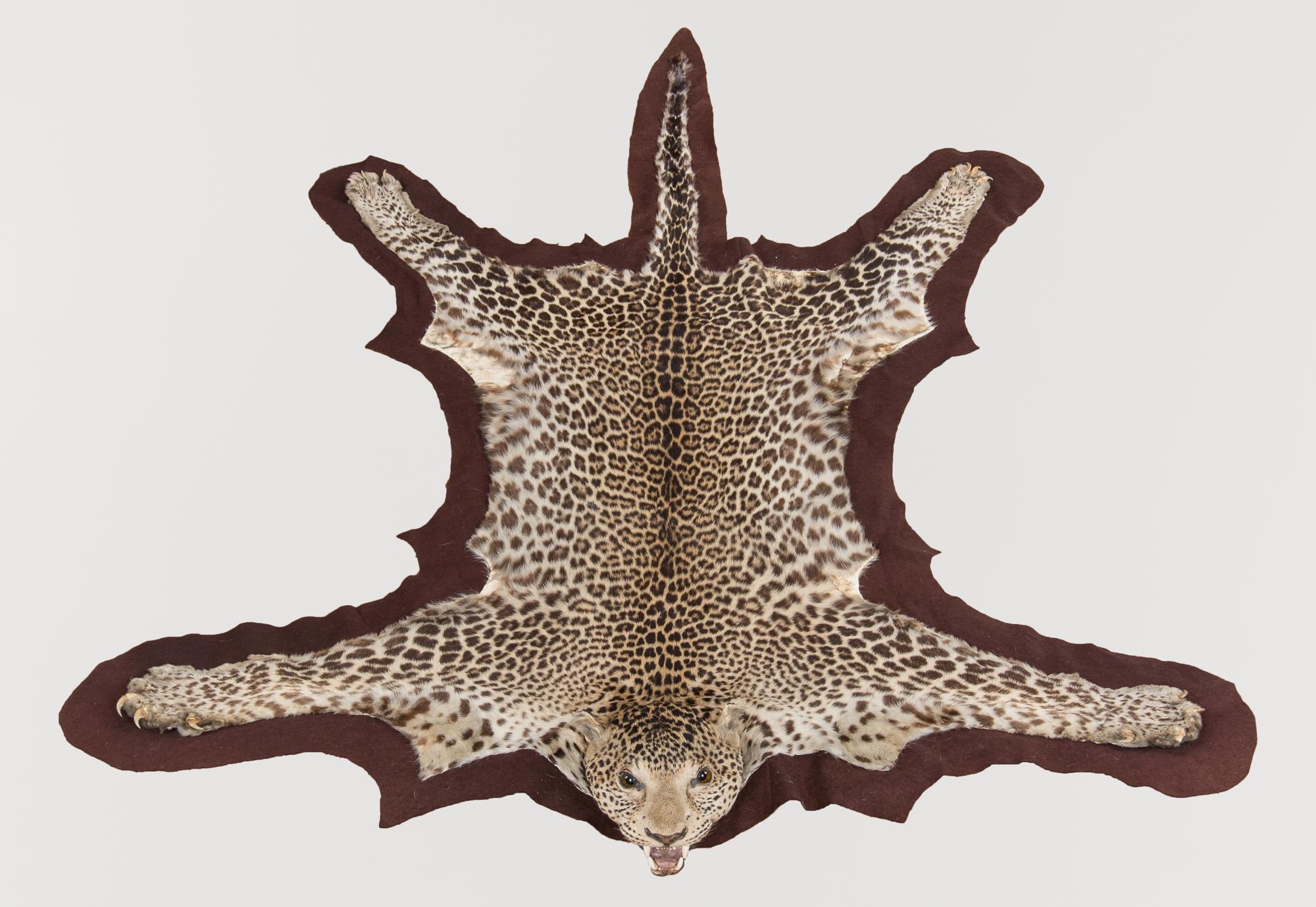 AN EARLY 20TH CENTURY TAXIDERMY LEOPARD SKIN RUG WITH MOUNTED HEAD ...