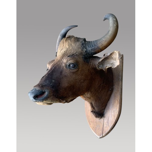 A LATE 19TH CENTURY TAXIDERMY GAUR HEAD (BOS GAURUS). (h 90cm x w 76cm ...