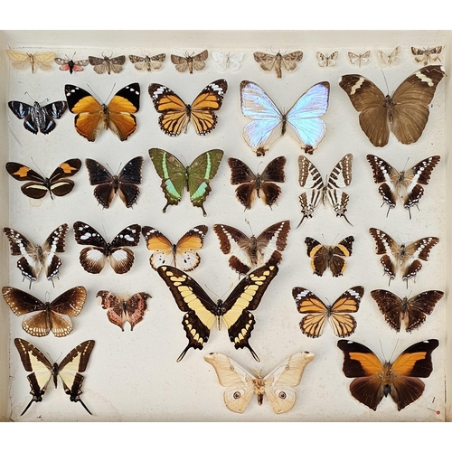 A LARGE 19TH CENTURY AND LATER SCIENTIFIC ENTOMOLOGY BUTTERFLY ...