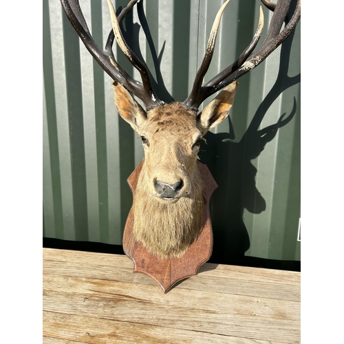 A very large taxidermy STAGS head 90cm wide x 130 overall height