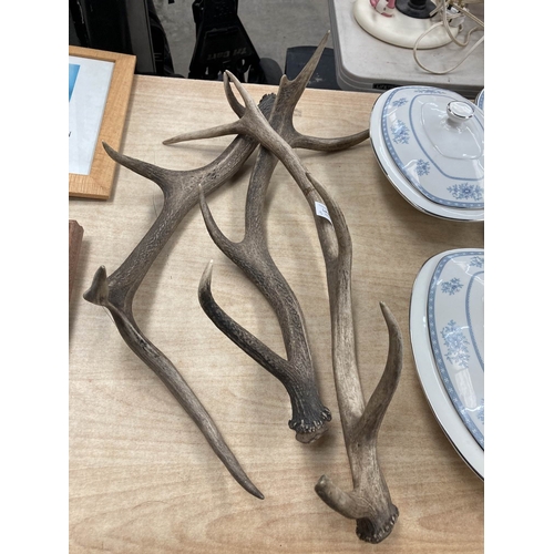 3 single antlers