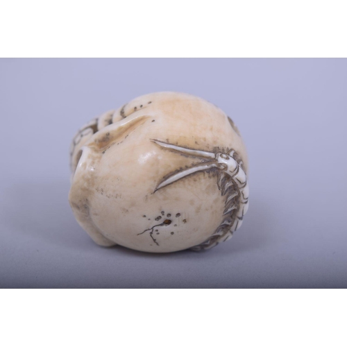 A JAPANESE MEIJI PERIOD CARVED IVORY NETSUKE - SKULL, the skull with a ...