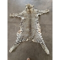 TAXIDERMY CHEETAH RUG