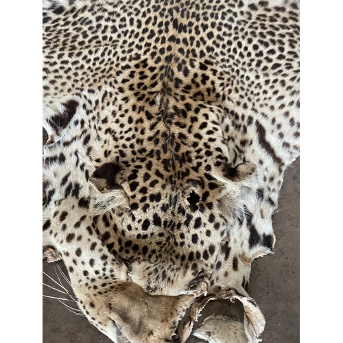 TAXIDERMY CHEETAH RUG