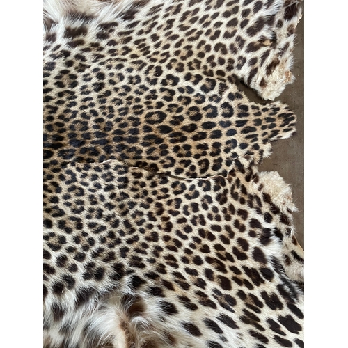 TAXIDERMY CHEETAH RUG