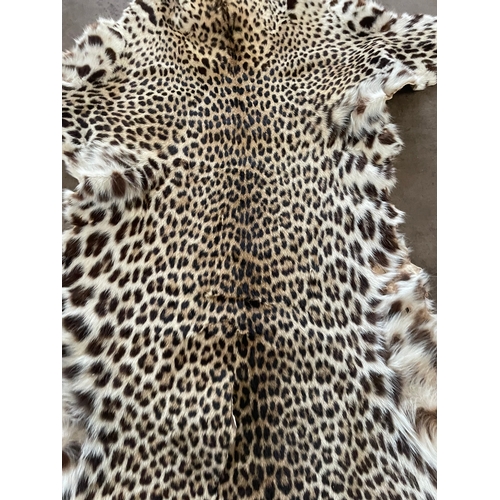 TAXIDERMY CHEETAH RUG