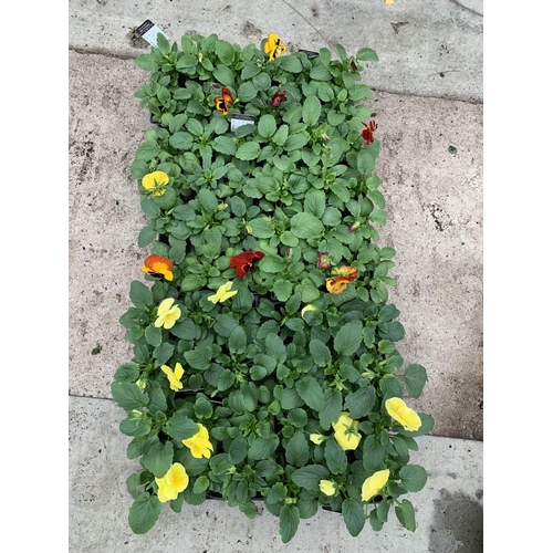 TEN TRAYS OF PANSIES (SIX PLANTS PER PACK) + VAT