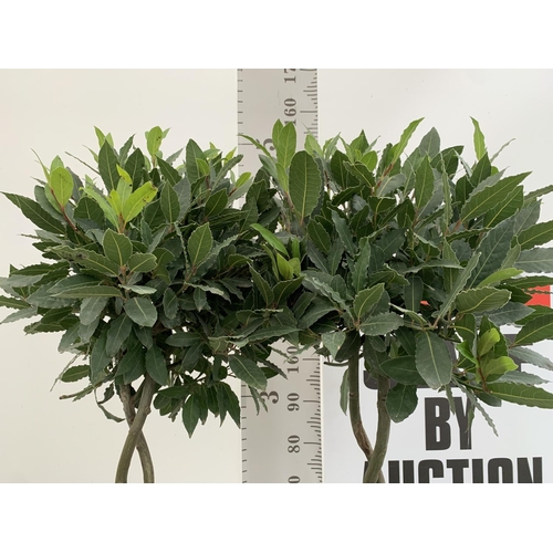 TWO DOUBLE SPIRAL LAURUS BAY TREES APPROX 150CM IN HEIGHT IN 7.5 LTR ...