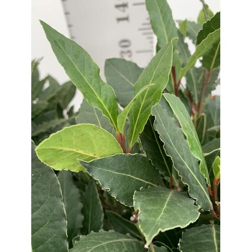 TWO DOUBLE SPIRAL LAURUS BAY TREES APPROX 150CM IN HEIGHT IN 7.5 LTR ...
