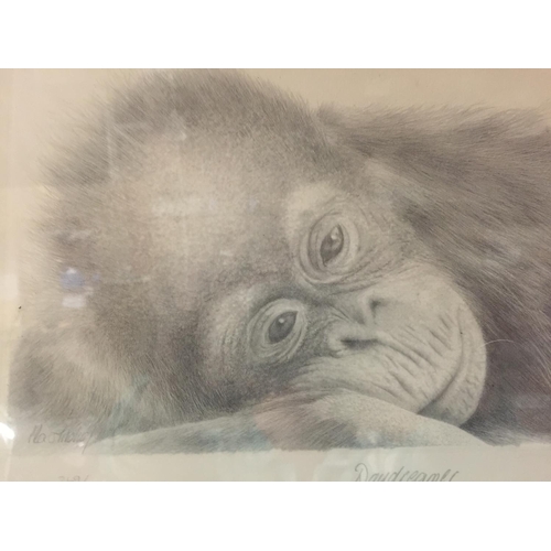 A FRAMED AND SIGNED LIMITED EDITION 269/750 PRINT OF AN ORANGUTAN DAYDREAMER BY PETER HILDICK