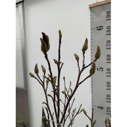 A LARGE MAGNOLIA PINK 'SUSAN' TREE OVER 2 METRES IN HEIGHT IN A 10 LTR ...