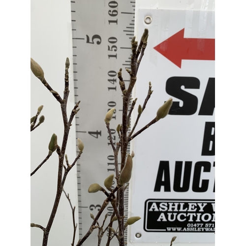 A LARGE MAGNOLIA PINK 'SUSAN' TREE OVER 2 METRES IN HEIGHT IN A 10 LTR ...