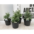 FOUR CHAMAECYPARIS PISIFERA 'BOULEVARD' CONIFER TREES APPROX 30CM IN ...