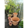 NINE ASSORTED TERRACOTTA POTS AND ONE MAGNOLIA PLUS VAT