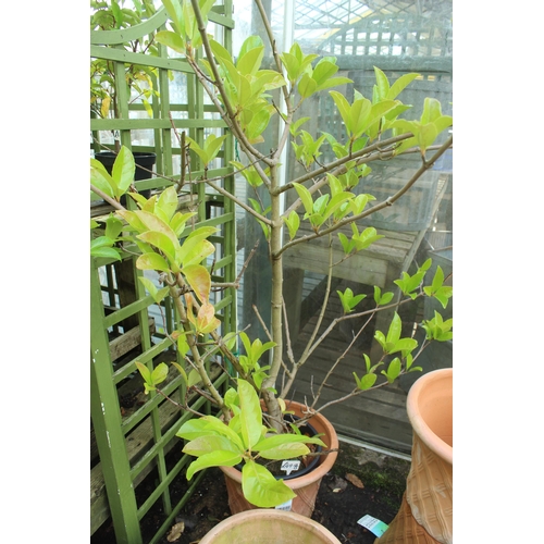 NINE ASSORTED TERRACOTTA POTS AND ONE MAGNOLIA PLUS VAT