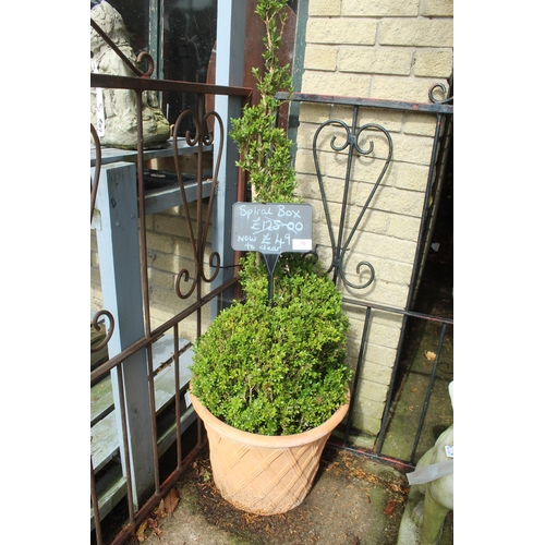 SPIRAL BOX AND TERRACOTTA POT PLUS VAT