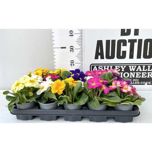 FIFTEEN POTTED PRIMULAS ON A TRAY -MIXED COLOURS TO BE SOLD FOR THE FIFTEEN