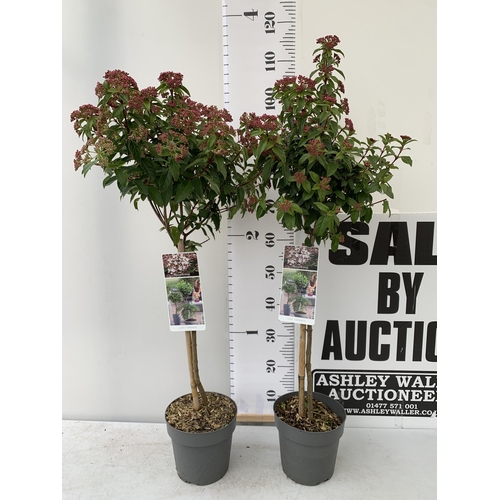 TWO VIBURNUM 'TINUS' STANDARD TREES. APPROX 110CM IN HEIGHT IN 3 LTR ...