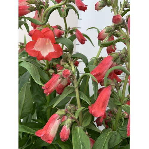 THREE PENSTEMON 'PHOENIX RED' PERENNIAL WITH LARGE BELL SHAPED RED ...